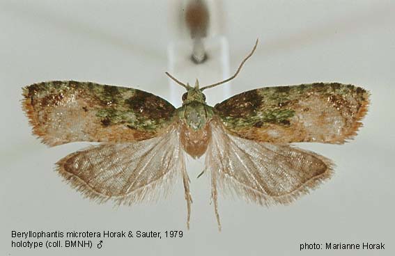 Papua Insects Foundation (Lepidoptera/Tortricidae)